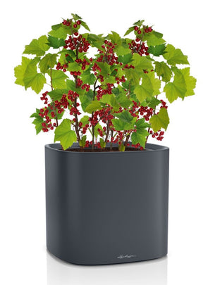Lechuza Self Watering Planters – Lechuza Planters